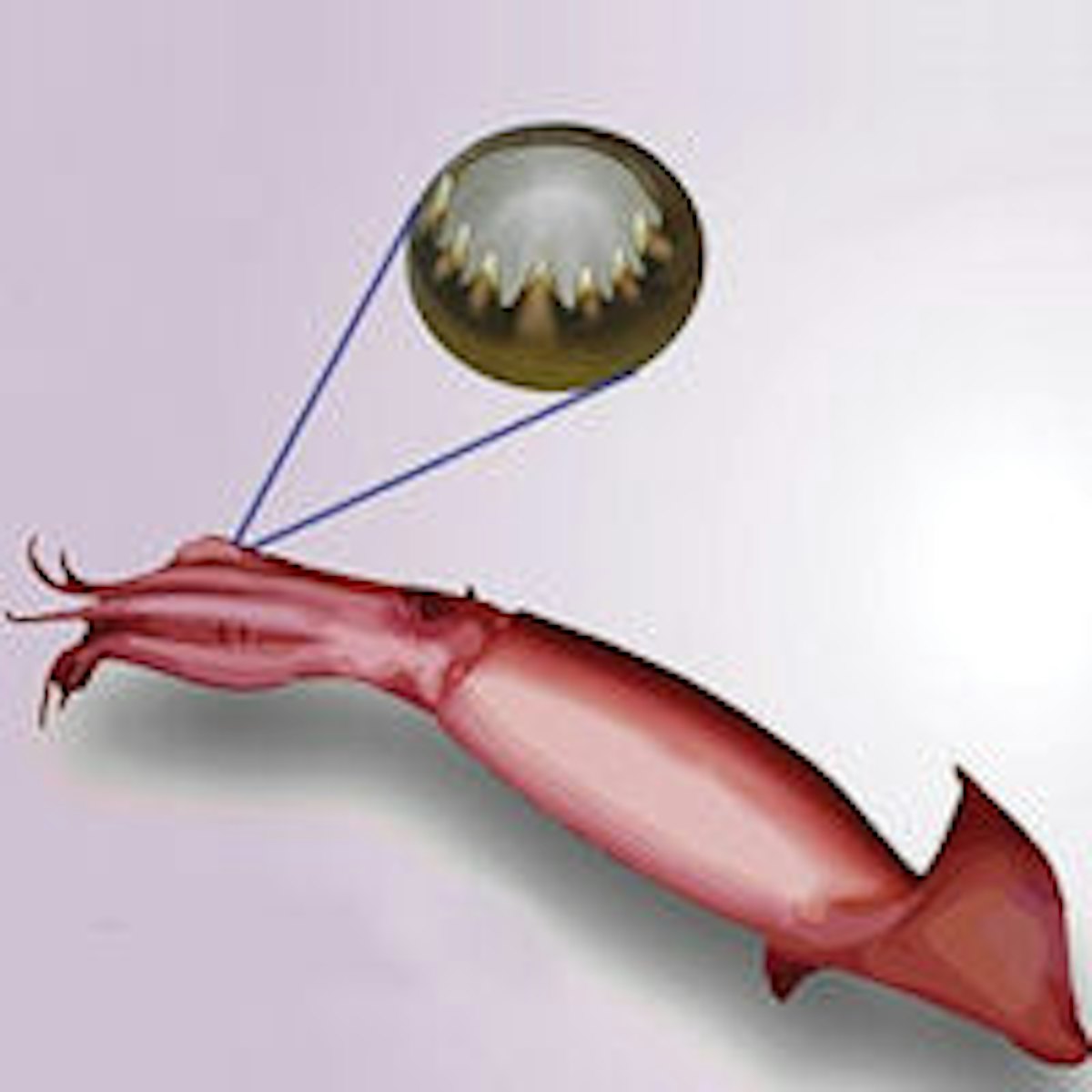 squid suction cup teeth