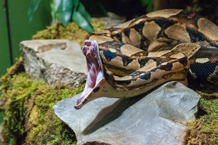 Python teeth-inspired device may lead to better shoulder repairs